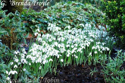 Galanthus 'Brenda Troyle' (3) - Irish Garden Plant Society