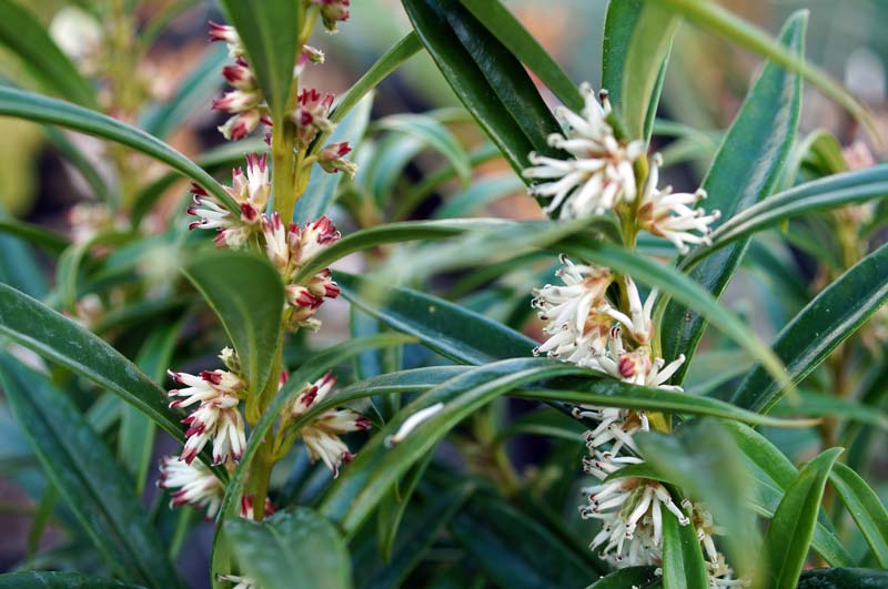 Sarcococca orientalis - Irish Garden Plant Society